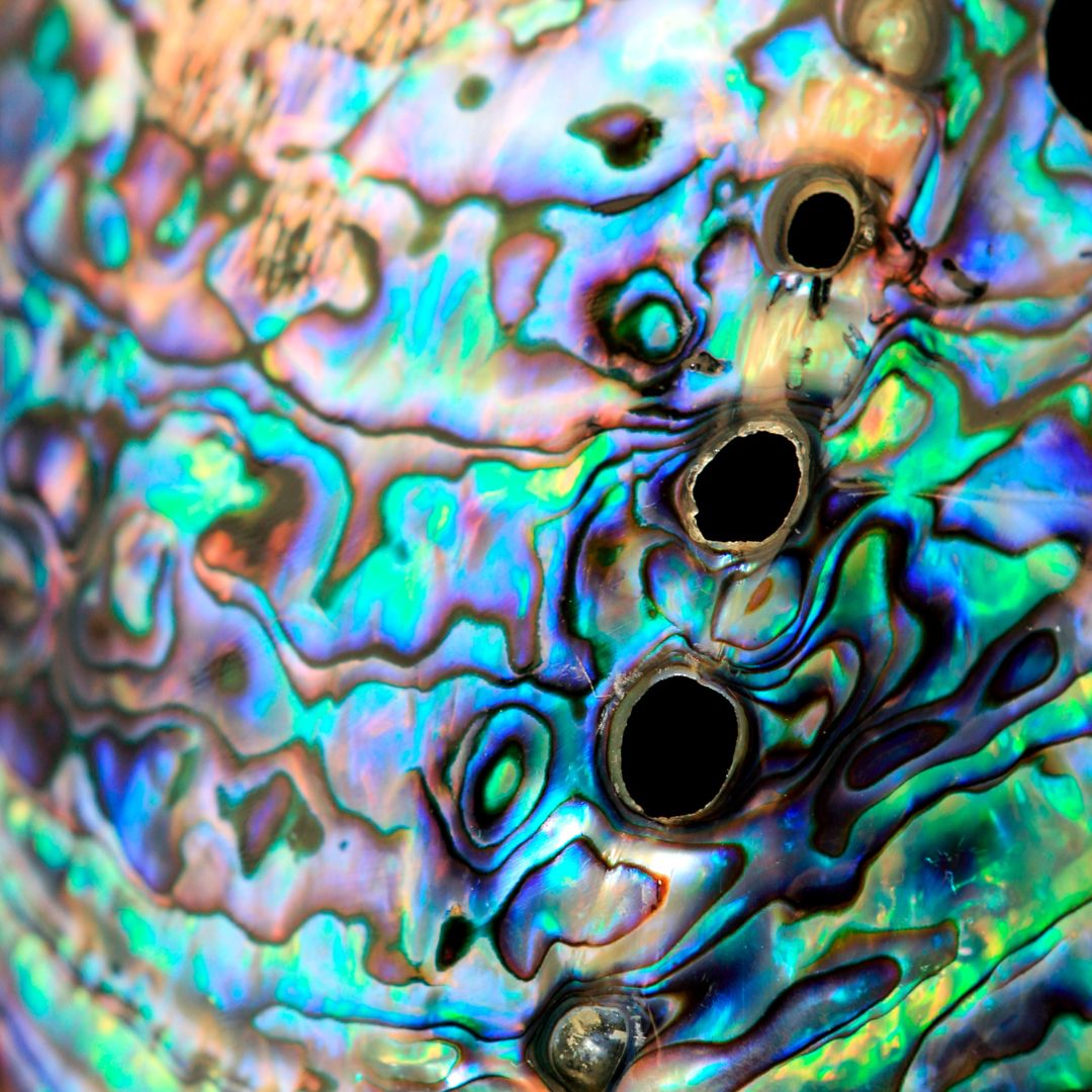 Shell – Fierce Lynx Designs